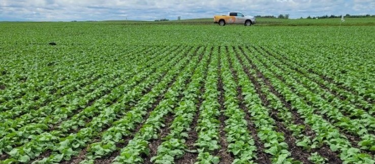 Pelta-Size My Seed! | CANTERRA SEEDS